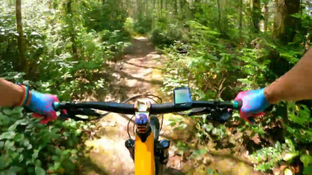 Banner Forest Heritage Park A Treasured Wilderness Oasis | Tacoma Encounter